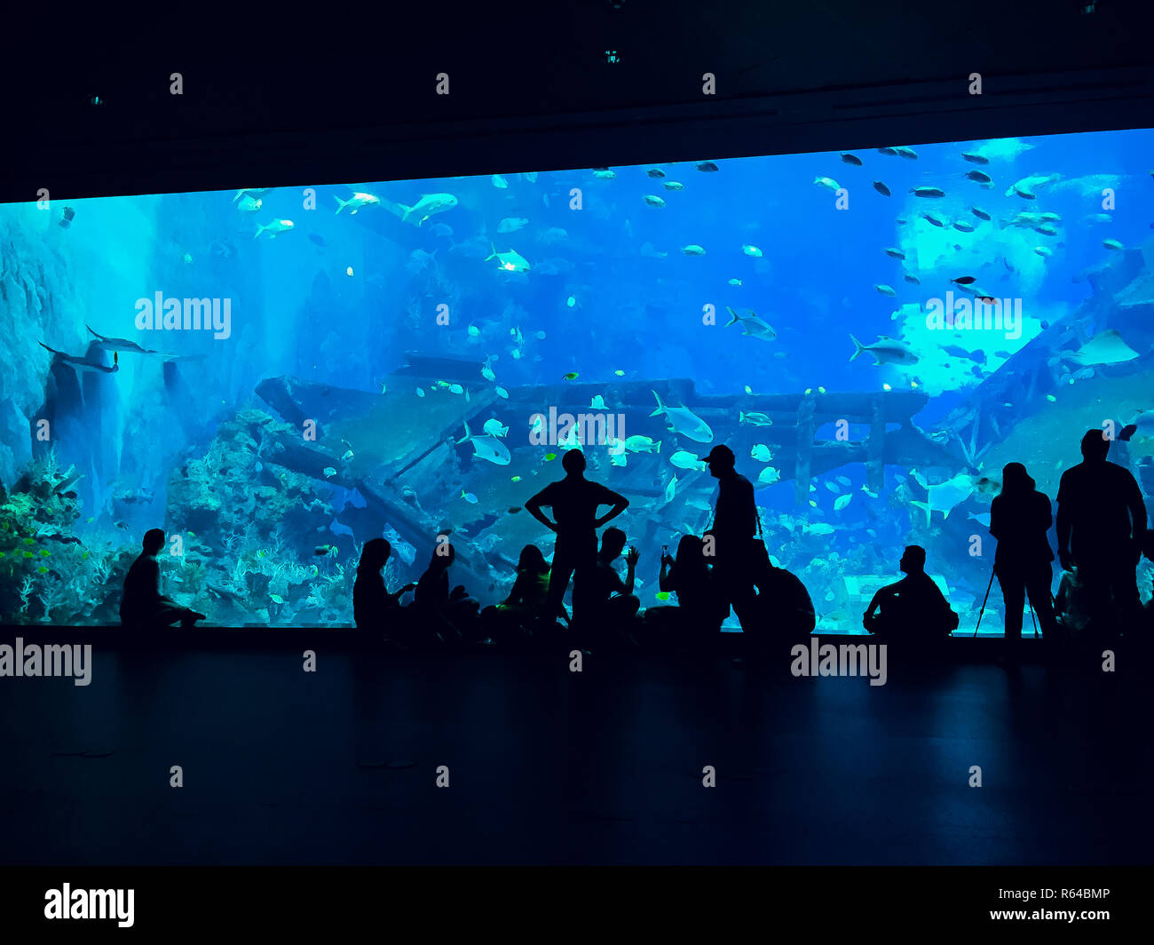 Georgia aquarium diver hi-res stock photography and images - Alamy