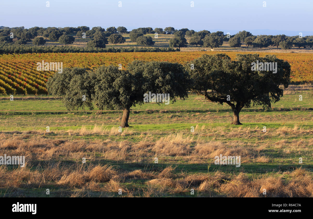 Albus quercus hi-res stock photography and images - Alamy