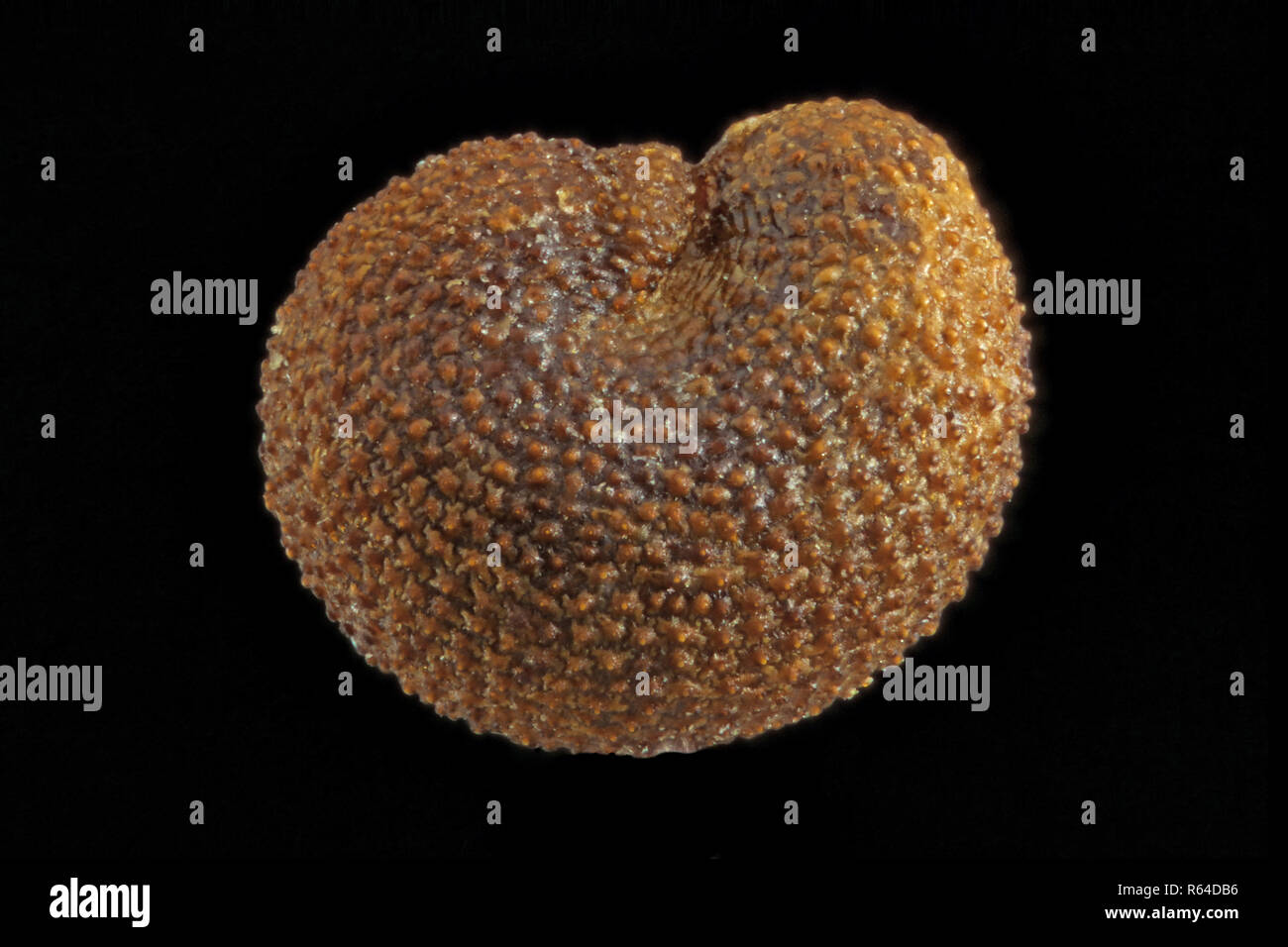 Weisse Blume High Resolution Stock Photography and Images - Alamy