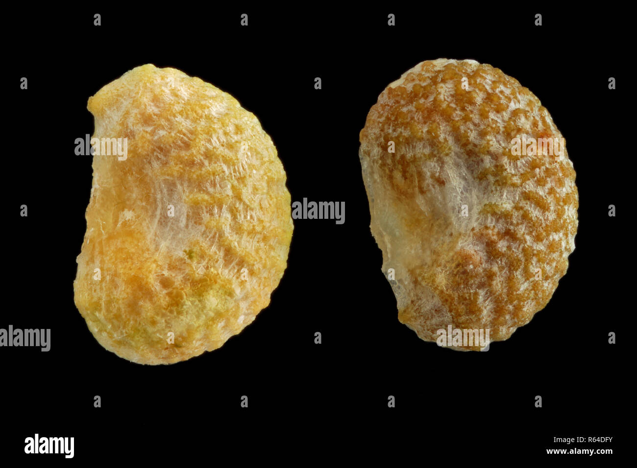 Reseda odorata hi-res stock photography and images - Alamy