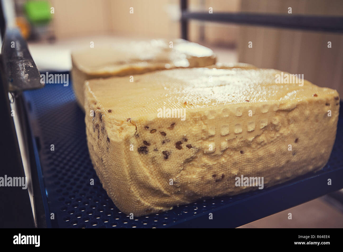 aging cheese heads Stock Photo - Alamy