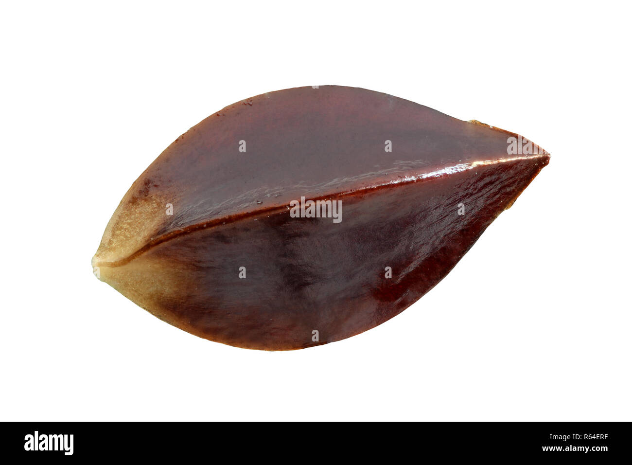 Rumex acetosa, Garden sorrel, Wiesen-Sauerampfer, seed, close up, seed ...