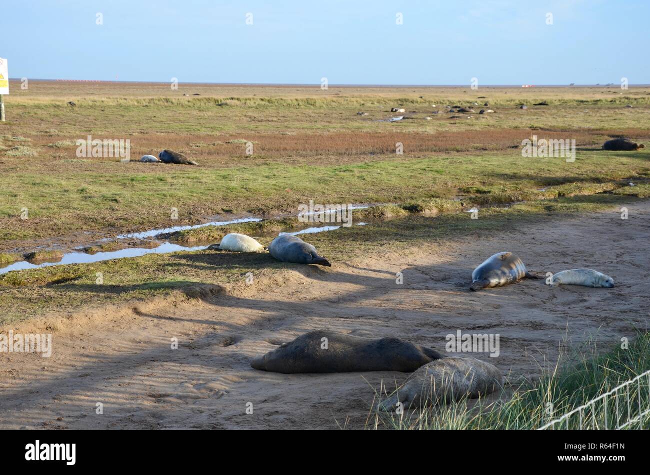 Seal colony, Donna Nook, Lincolnshire, England, UK Stock Photo - Alamy