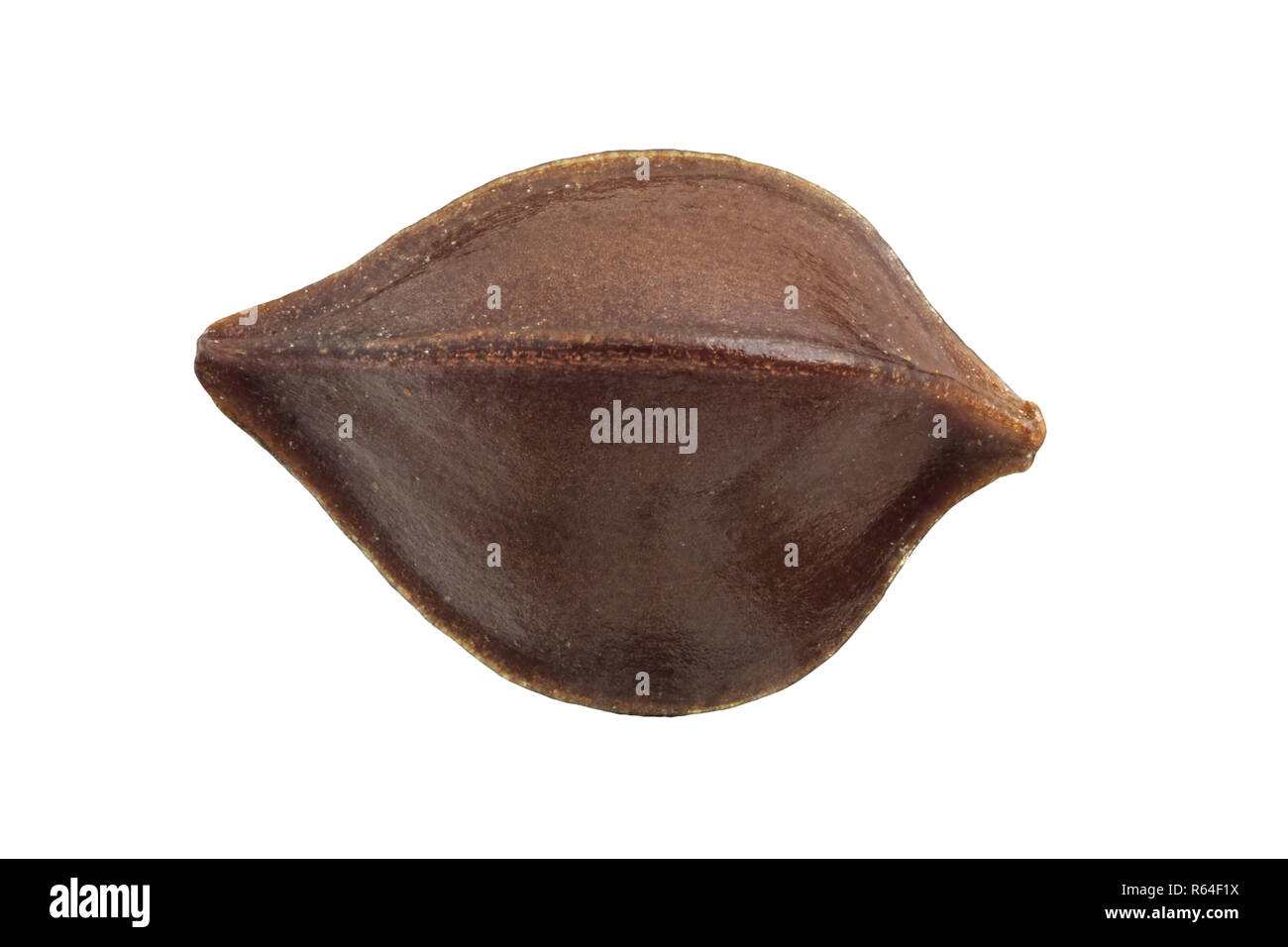 Seeds curled dock Cut Out Stock Images & Pictures - Alamy