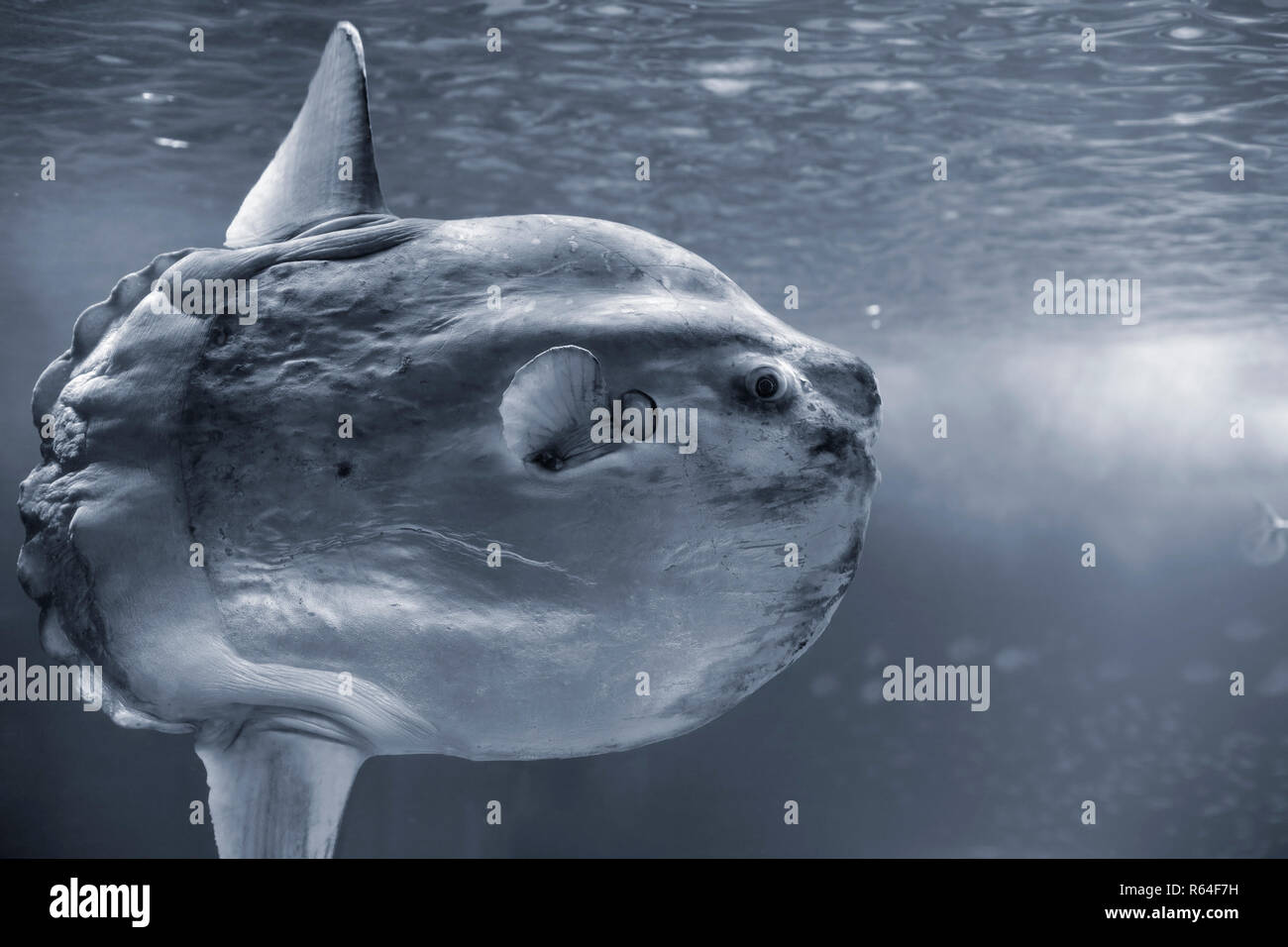 Sunfish swimming underwater hi-res stock photography and images - Alamy