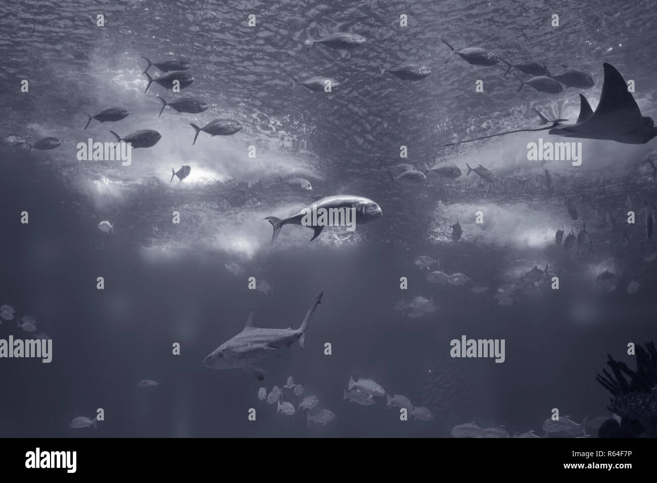 Xareu Fish High Resolution Stock Photography and Images - Alamy