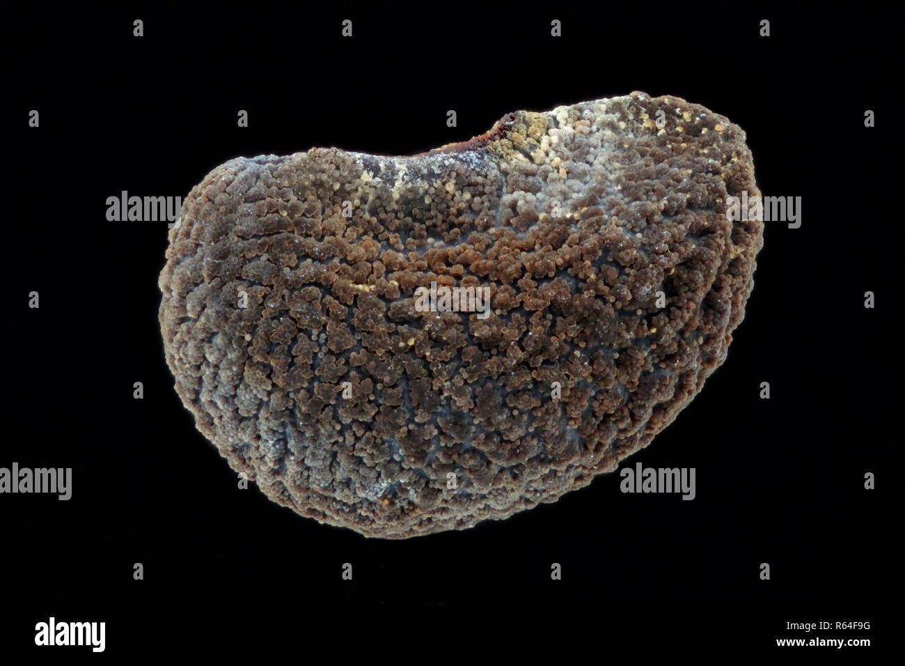 Ruta graveolens, Common rue, Weinraute, seed, close up, seed size 2.0-2 ...