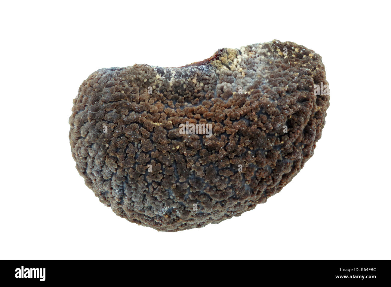 Seeds rue ruta graveolens hi-res stock photography and images - Alamy