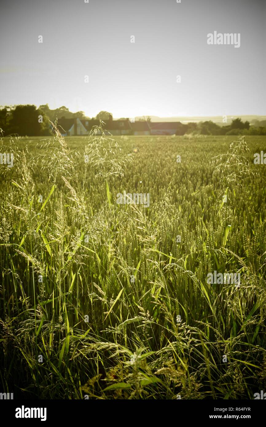 Long grass field sunset hi-res stock photography and images - Alamy
