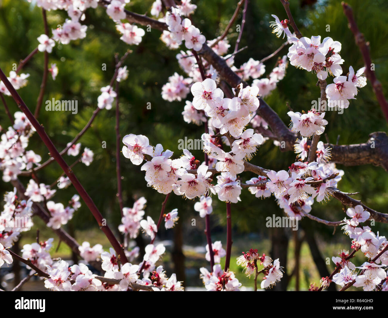 Cherry blossoms or Sakura flowers in the spring season, South Korea ...