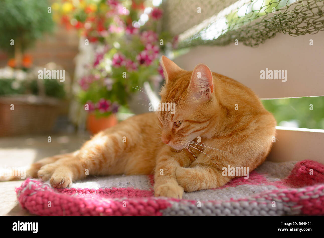 Orange cat hi-res stock photography and images - Alamy