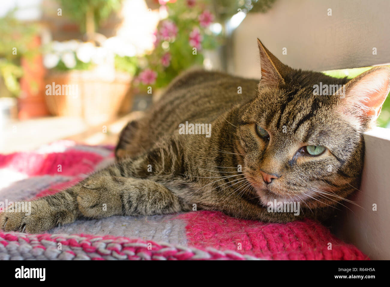 A gray-tabby male enjoys summer on a balcony Stock Photo - Alamy