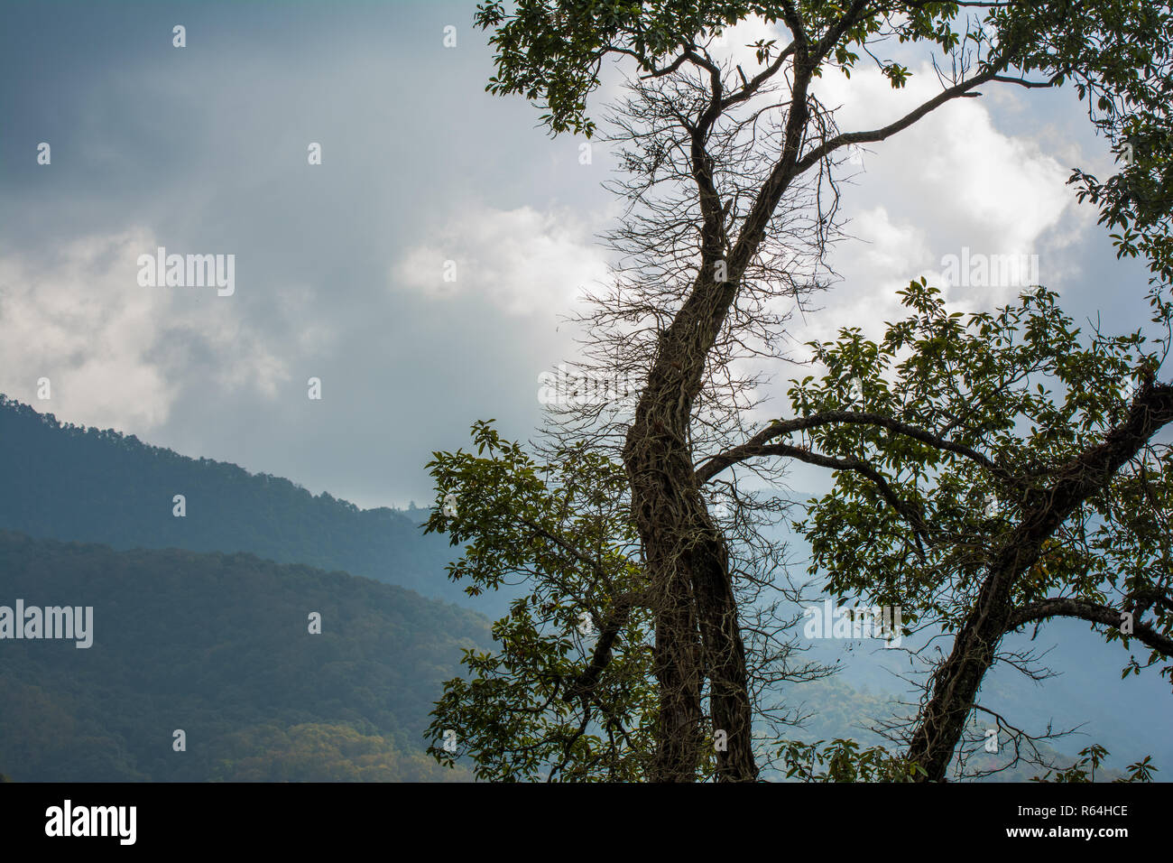 A tall tree landscape - Parasite plant attack Stock Photo - Alamy