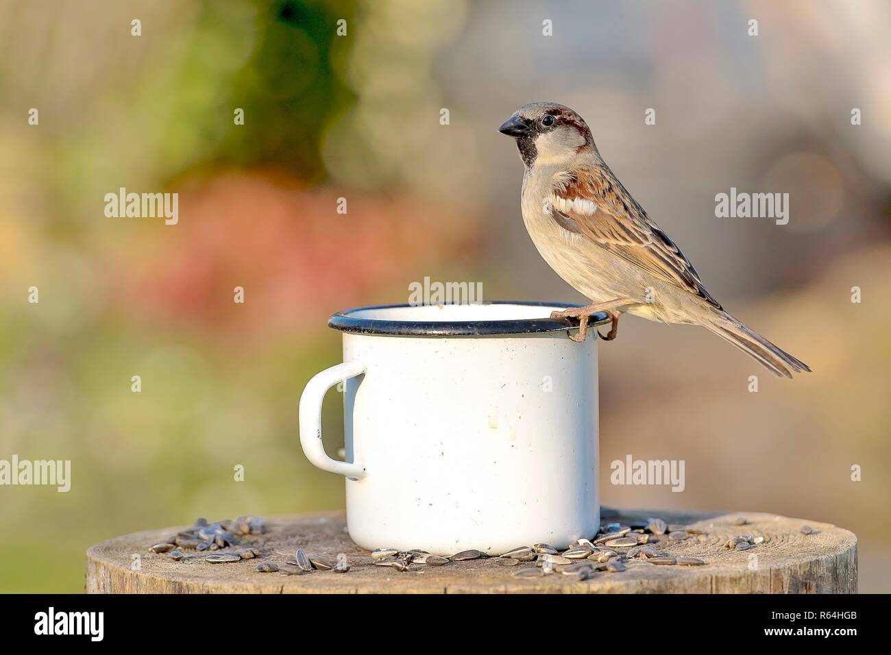 sparrow male sits on the edge of a tin cup Stock Photo - Alamy