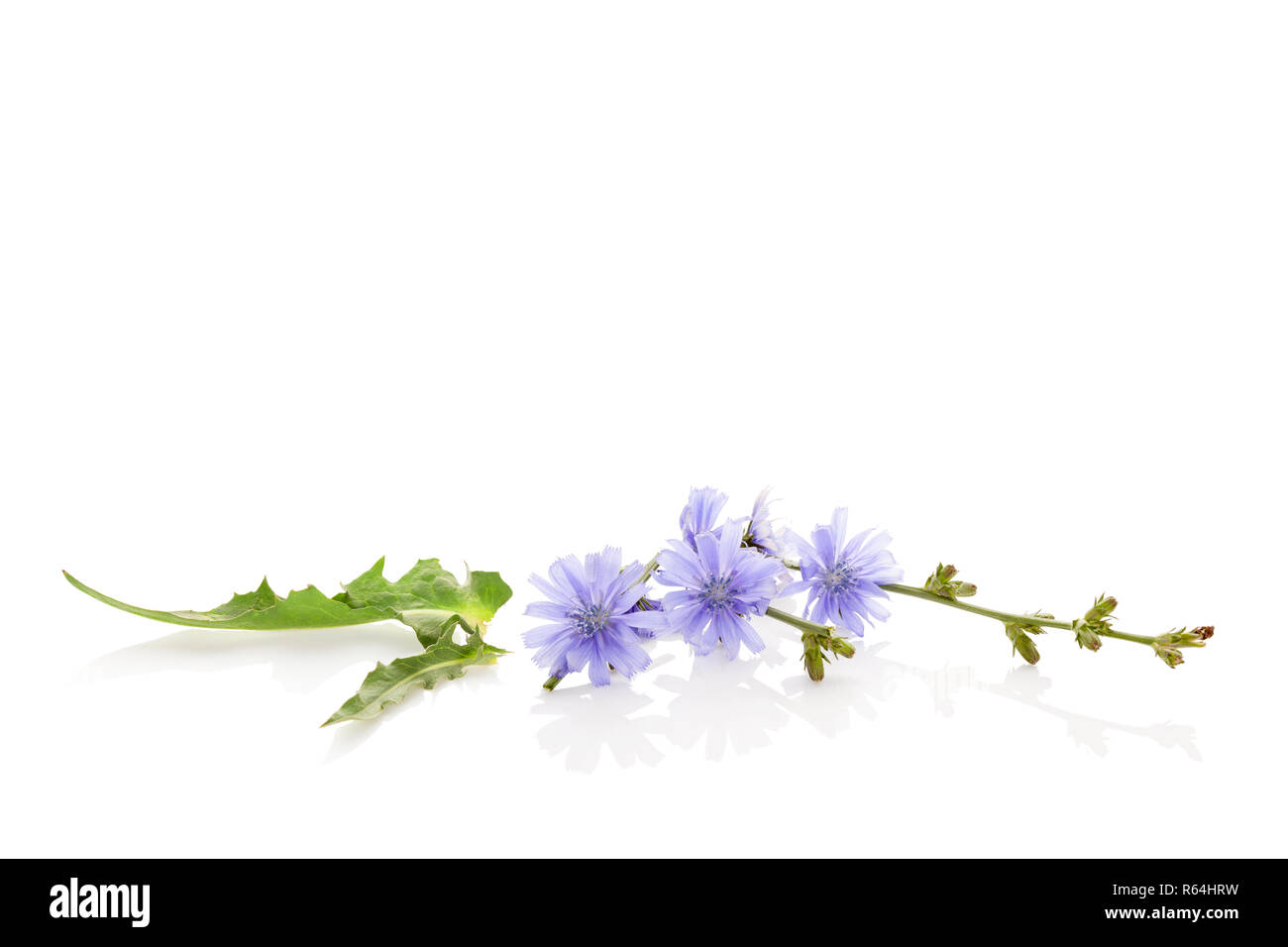 Picture chicory flower hi-res stock photography and images - Alamy