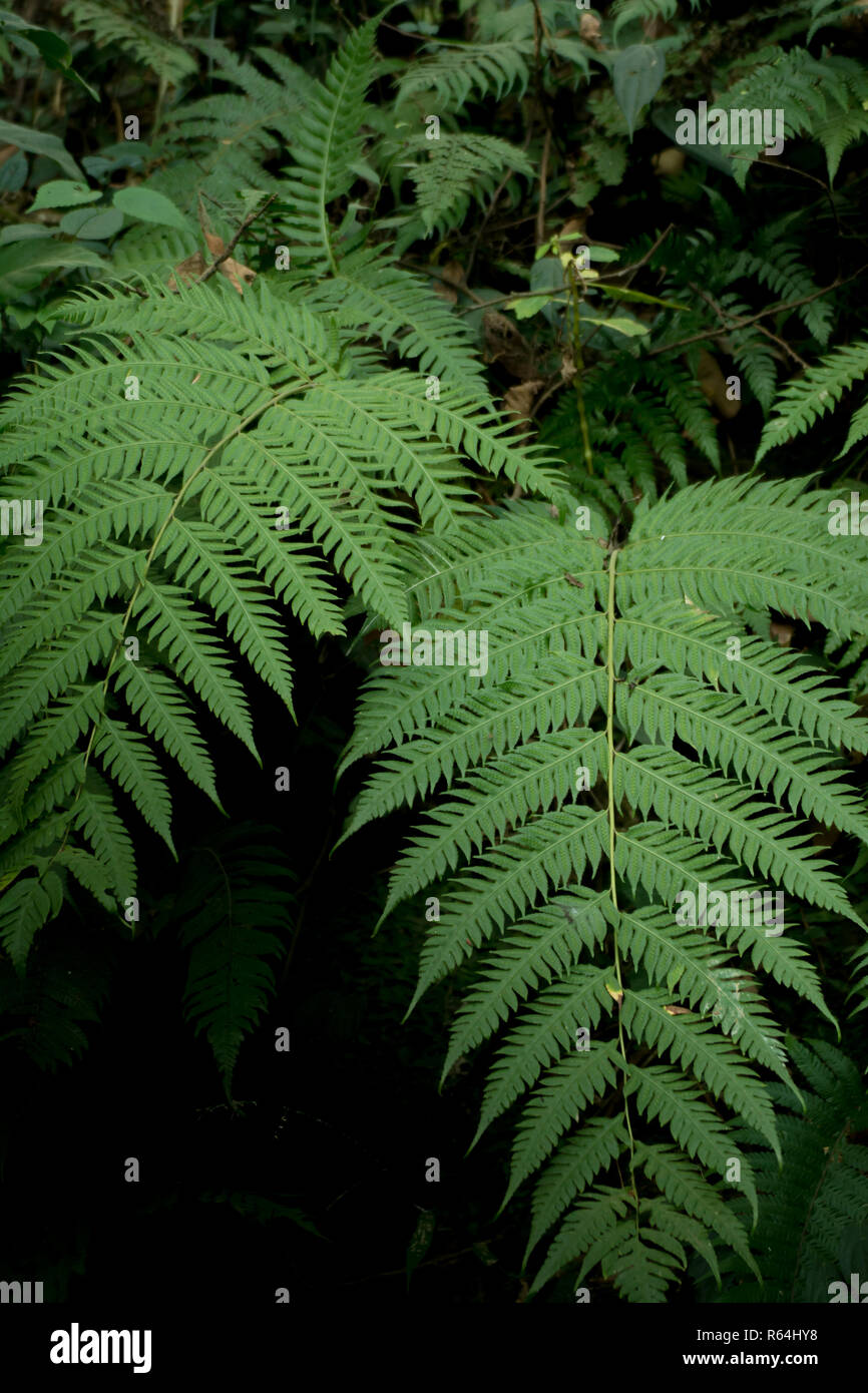 Rainforest fern hi-res stock photography and images - Alamy
