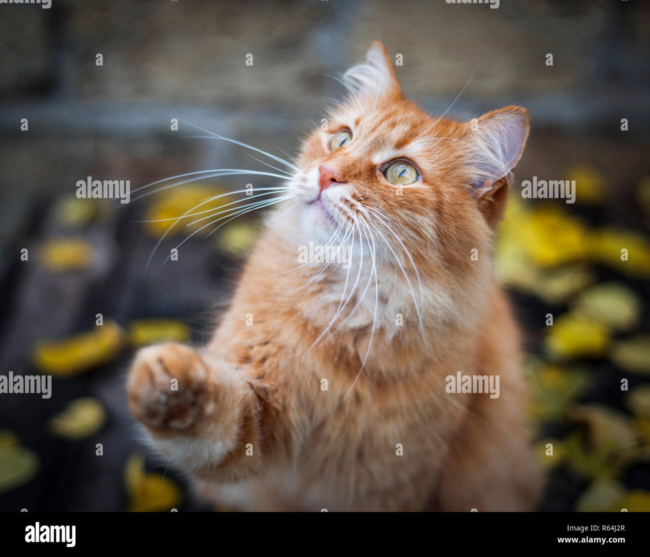 red fluffy cat playing in the street Stock Photo - Alamy