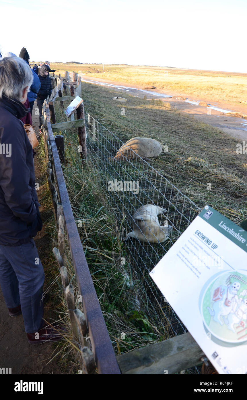 Adults watching Grey Seal colony, Donna Nook, Lincolnshire, England, UK Stock Photo - Alamy