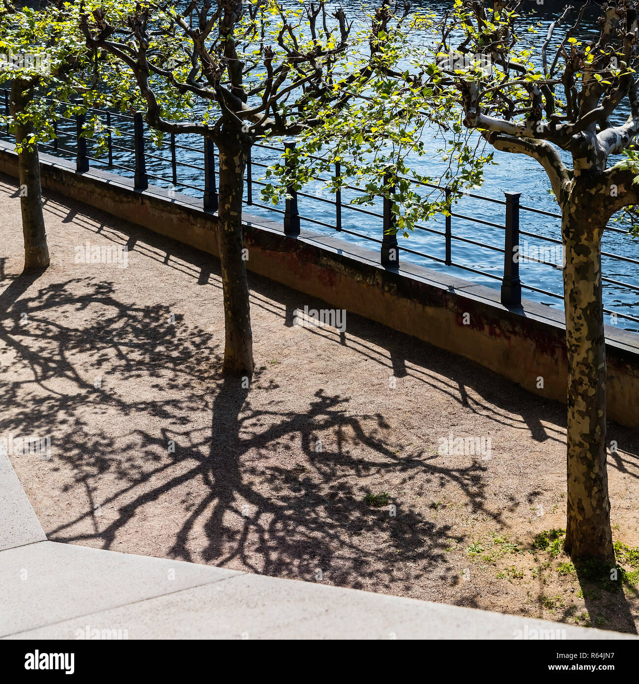 trees with tree shadows Stock Photo - Alamy