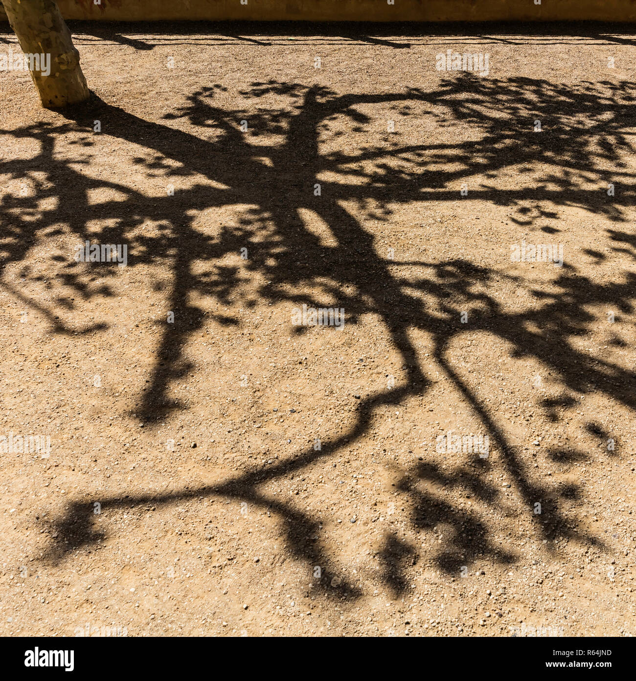 tree shadow Stock Photo - Alamy