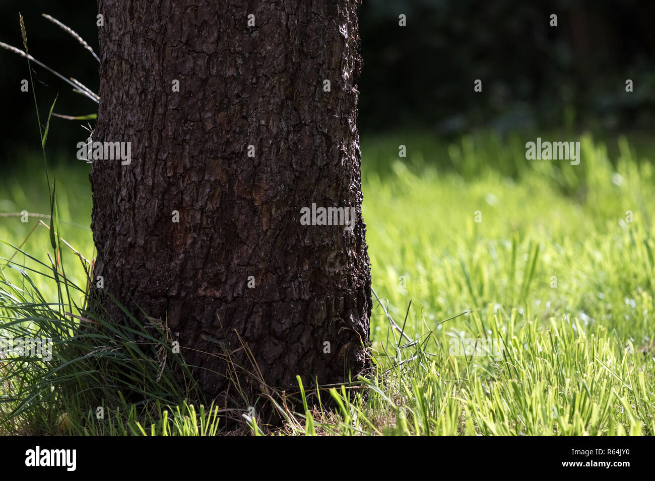 tree trunk of a pear tree Stock Photo - Alamy