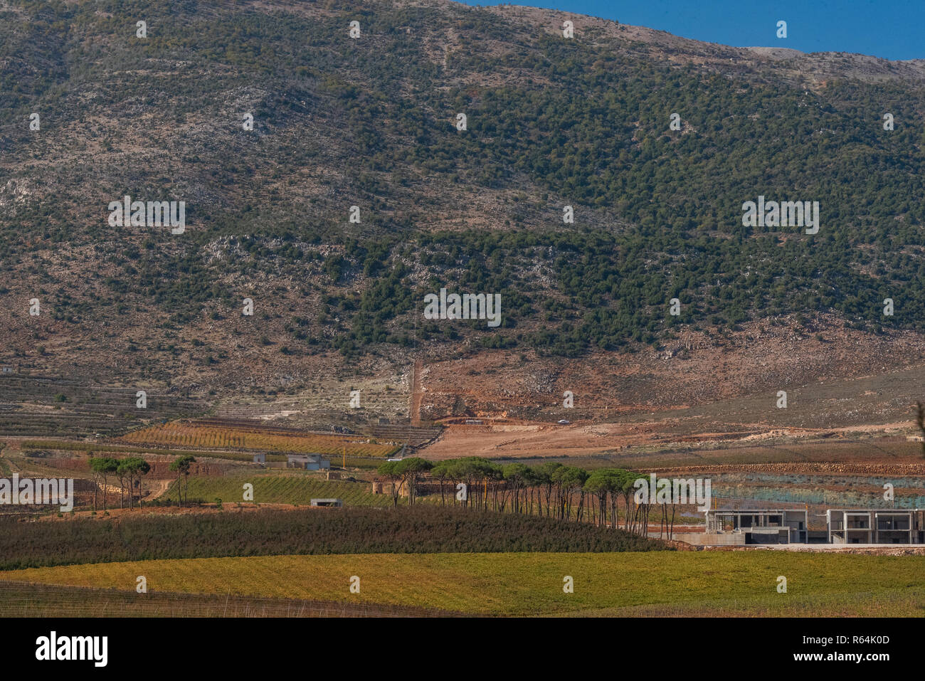Viticulture in the Bekaa Valley, Lebanon Stock Photo - Alamy