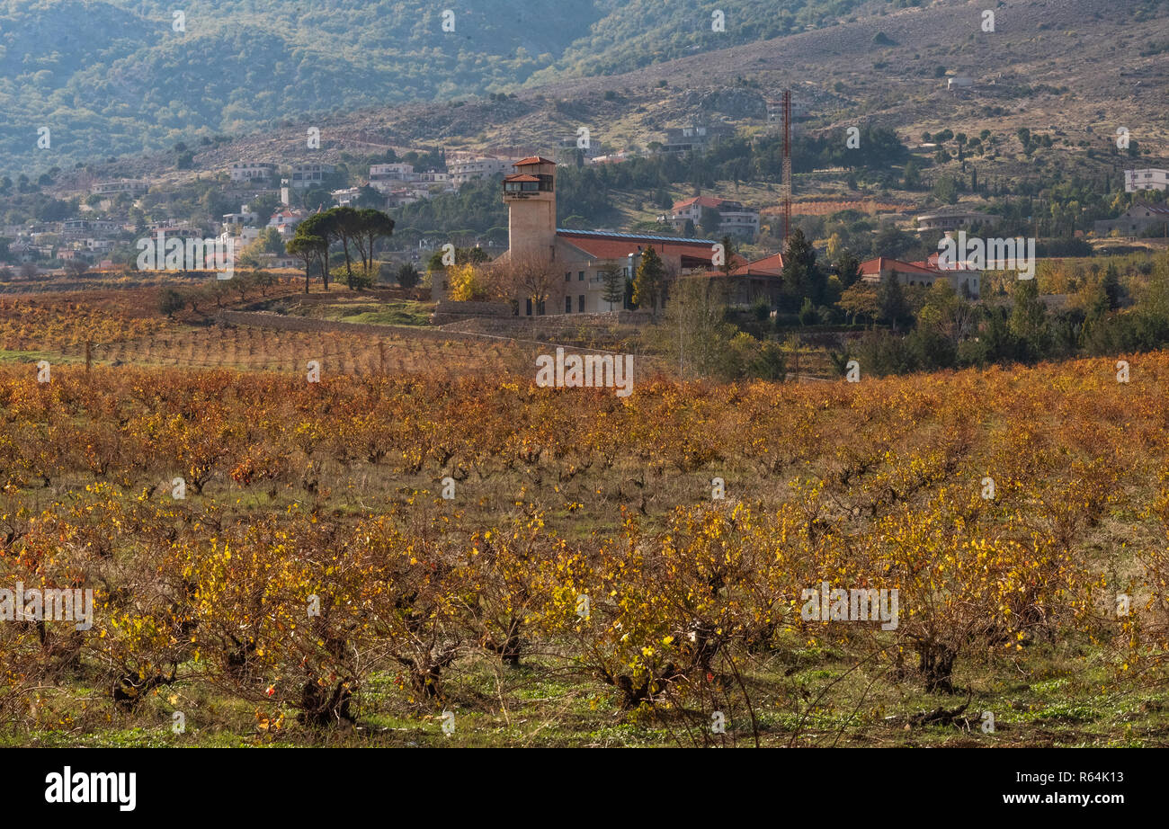 Viticulture in the Bekaa Valley, Lebanon Stock Photo - Alamy