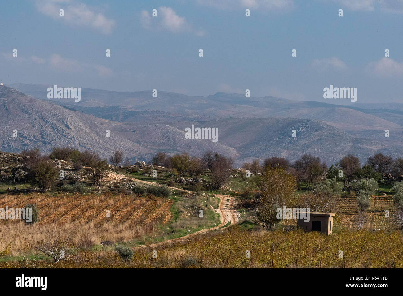 Grape vines olive trees in hi-res stock photography and images - Alamy