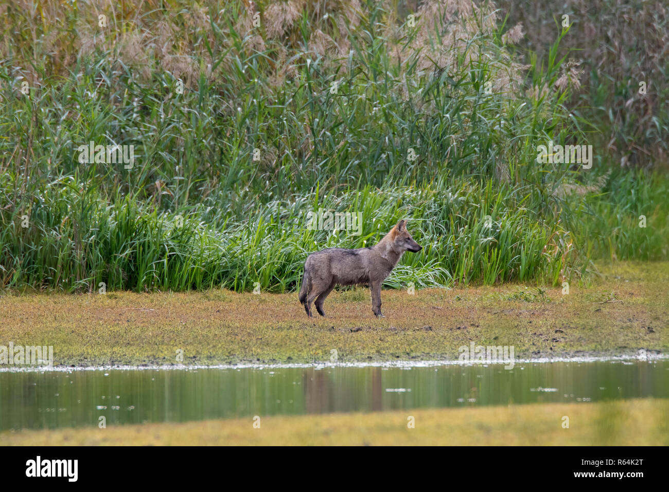 Juvenile wolves hi-res stock photography and images - Alamy
