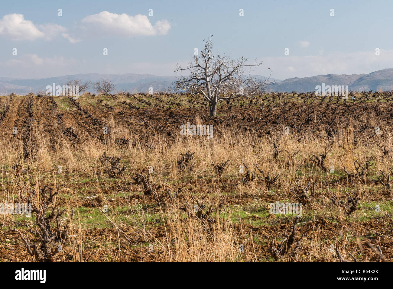 Viticulture in the Bekaa Valley, Lebanon Stock Photo - Alamy