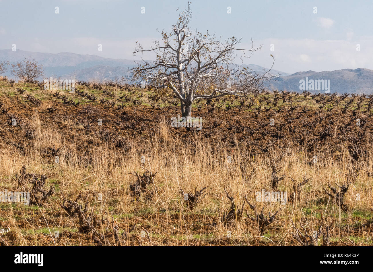 Rows of grape vines hi-res stock photography and images - Alamy