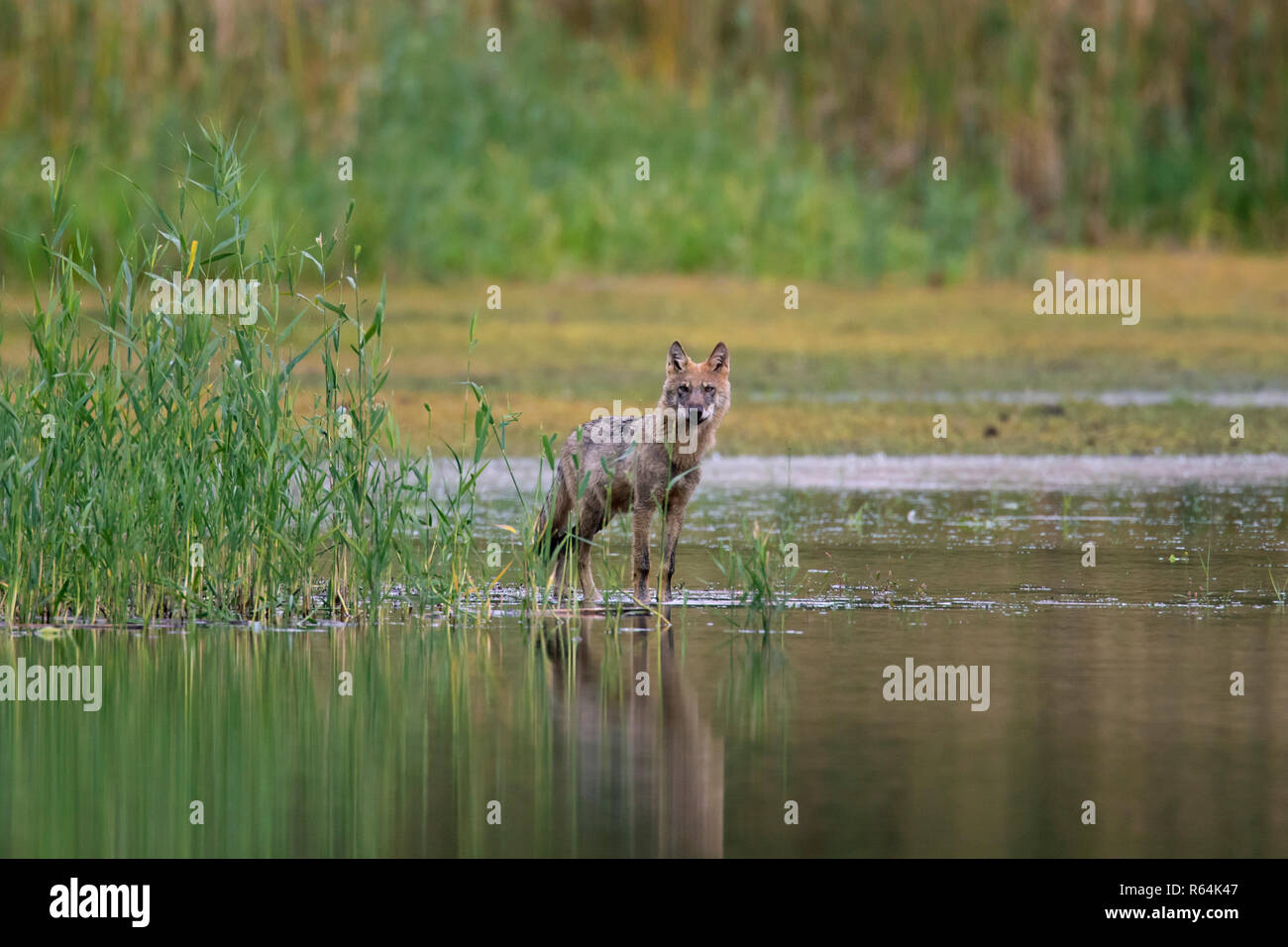 Curious solitary European gray wolf / wild grey wolf (Canis lupus ...