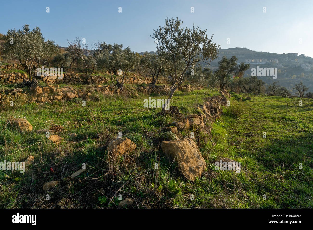 Viticulture in Bhamdoun, Mount Lebanon, Lebanon Stock Photo - Alamy