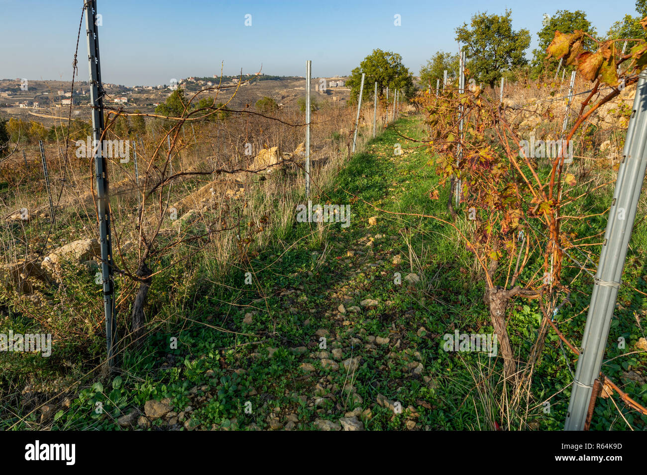 Rows of grape vines hi-res stock photography and images - Alamy