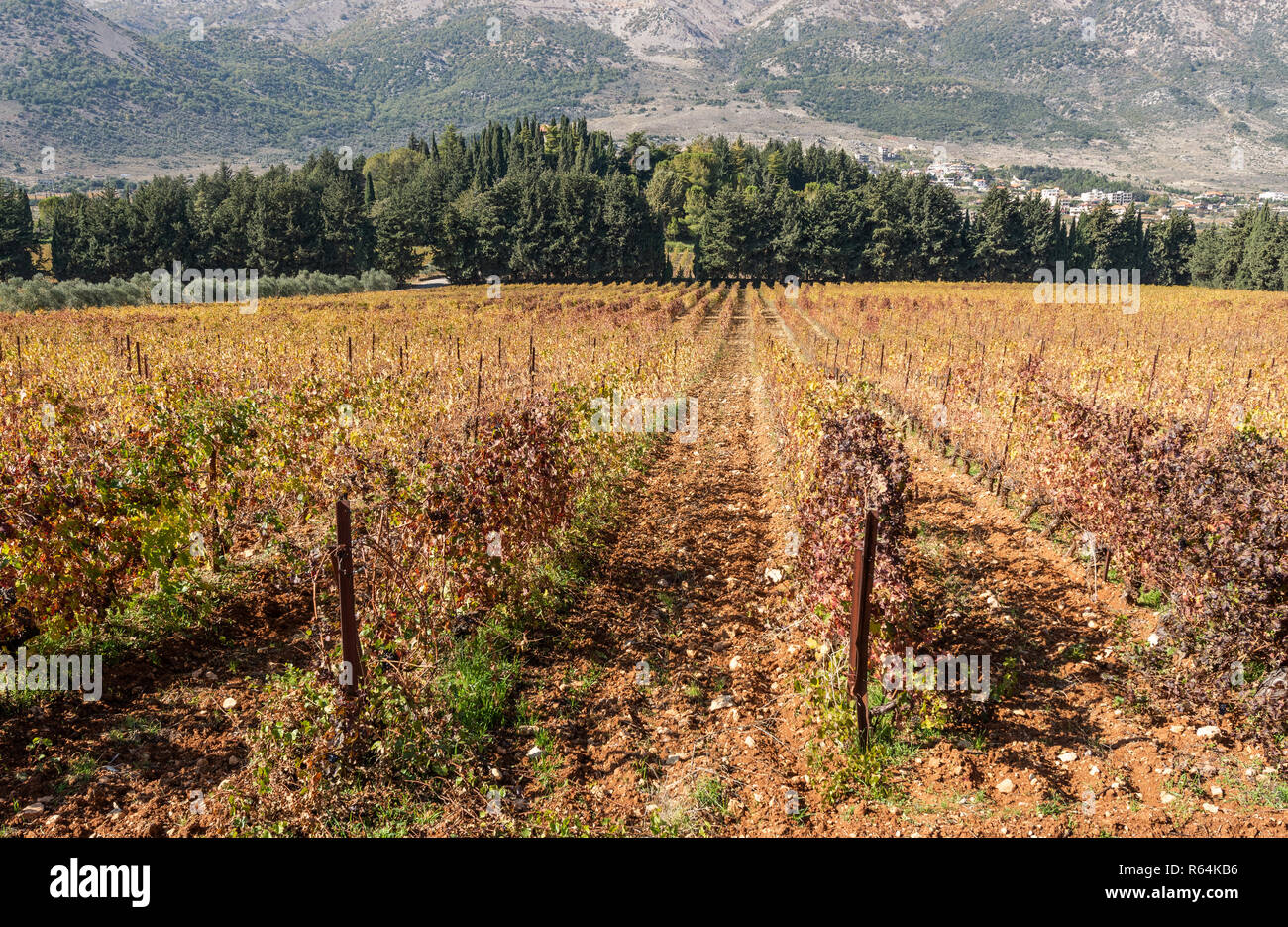 Viticulture in the Bekaa Valley, Lebanon Stock Photo - Alamy