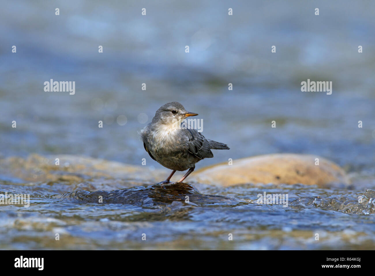 Water ouzel hi-res stock photography and images - Alamy