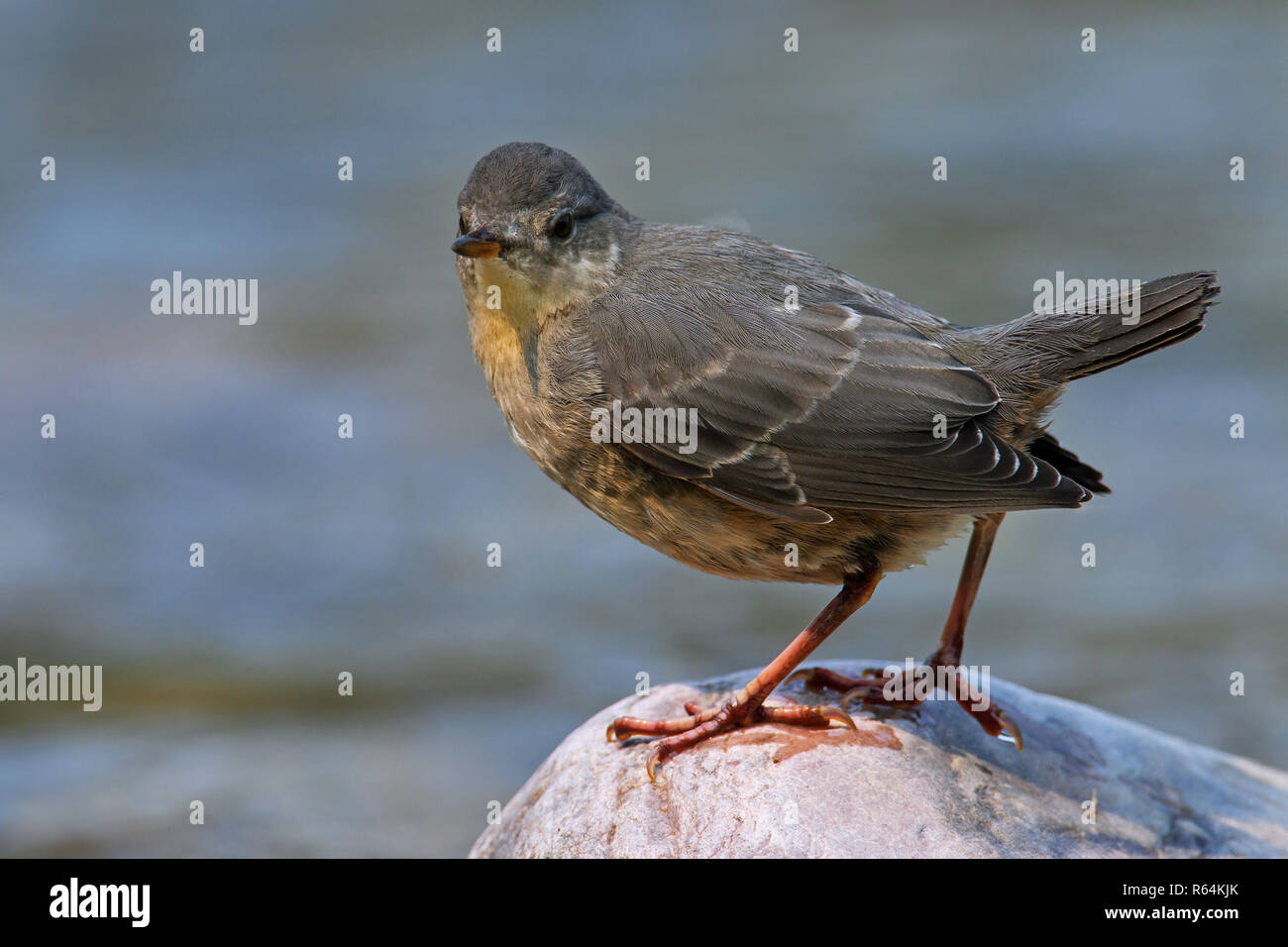 Water ouzel hi-res stock photography and images - Alamy