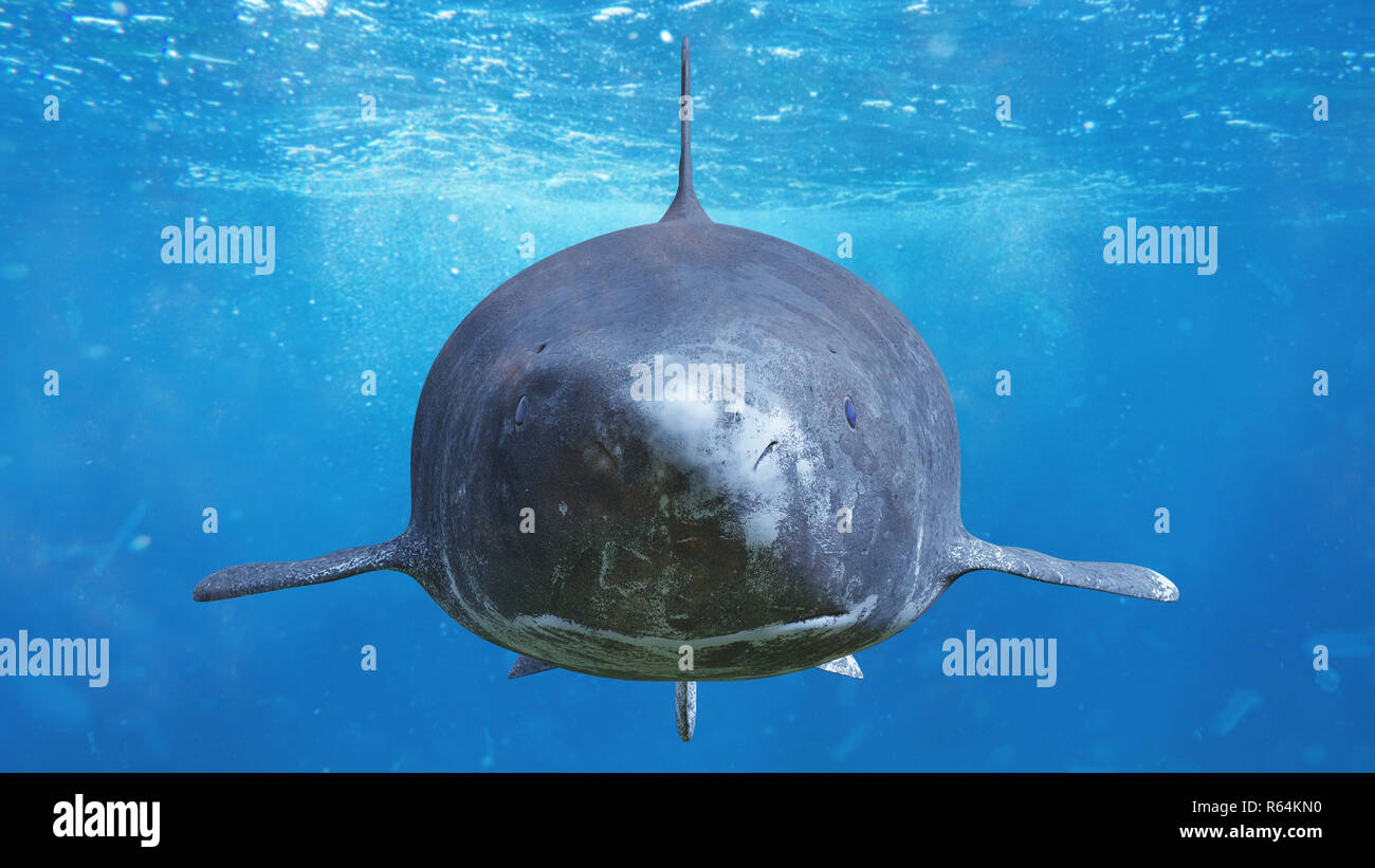 Deep sea fish species hi-res stock photography and images - Alamy