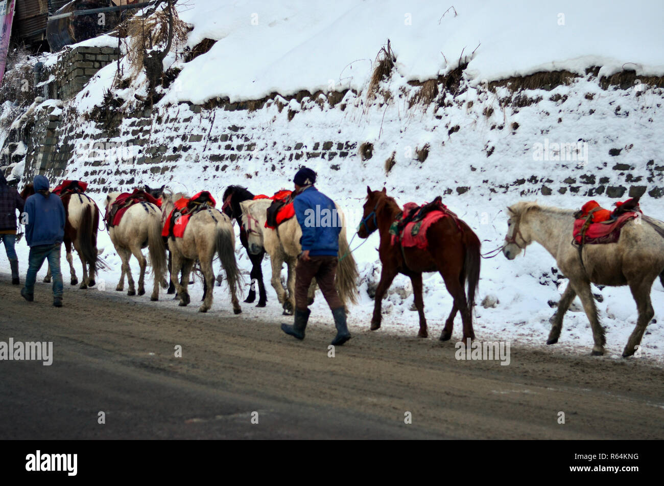 Shimla wildlife hi-res stock photography and images - Alamy