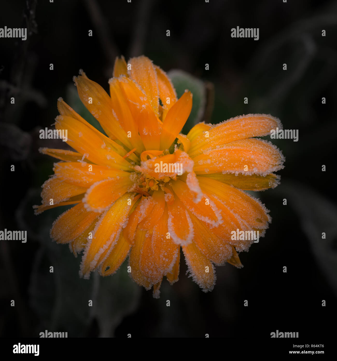 Marigold bloom hi-res stock photography and images - Alamy