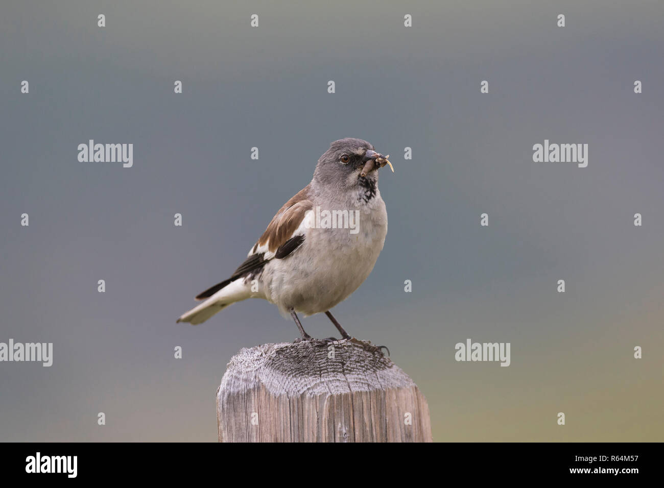 French pyrenees birds hi-res stock photography and images - Alamy