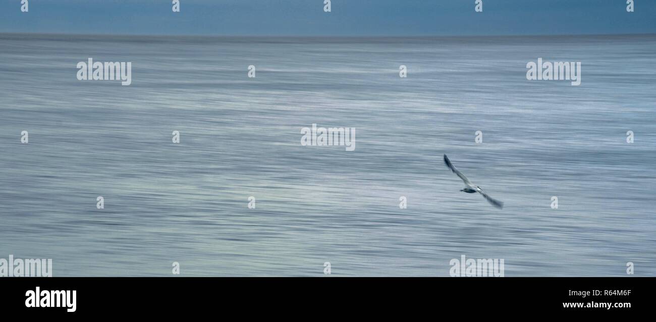 Swooping motion hi-res stock photography and images - Alamy