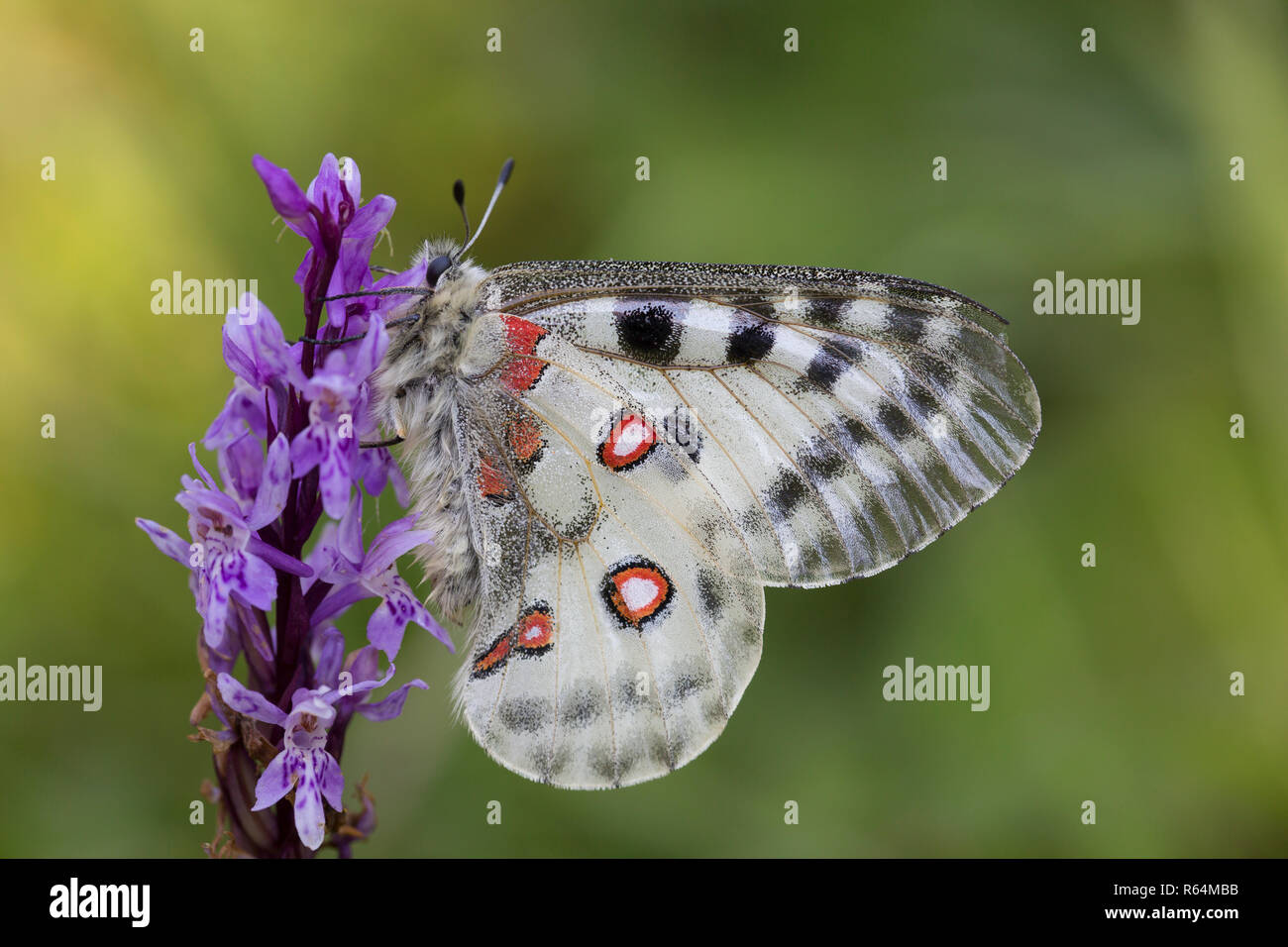 Alpine fauna hi-res stock photography and images - Alamy