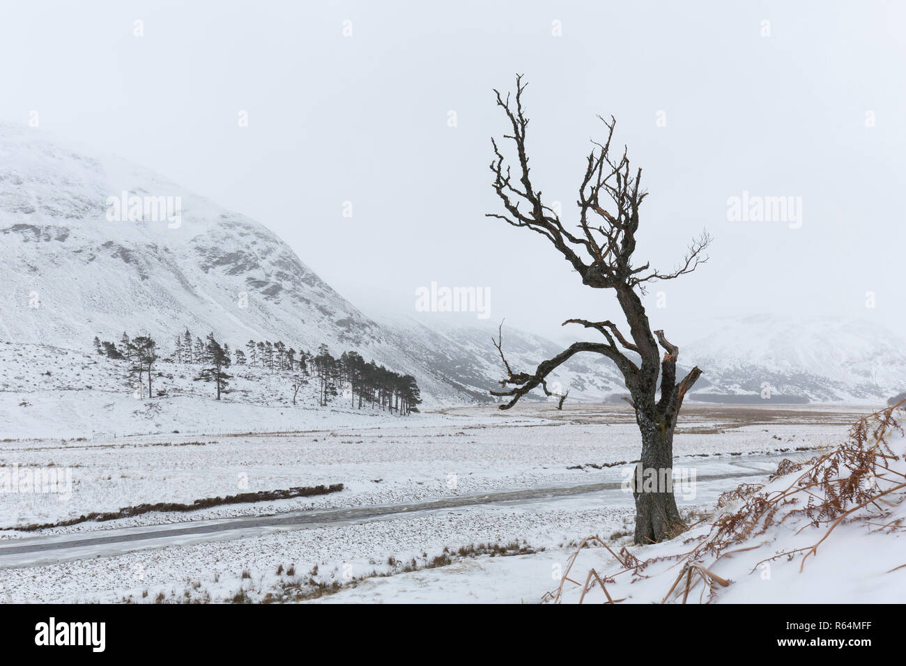 Solitary dead tree along River Findhorn in the snow in winter in the ...