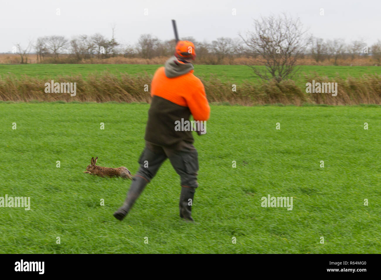 Hunter with rifle shooting fleeing brown hare (Lepus europaeus) in ...