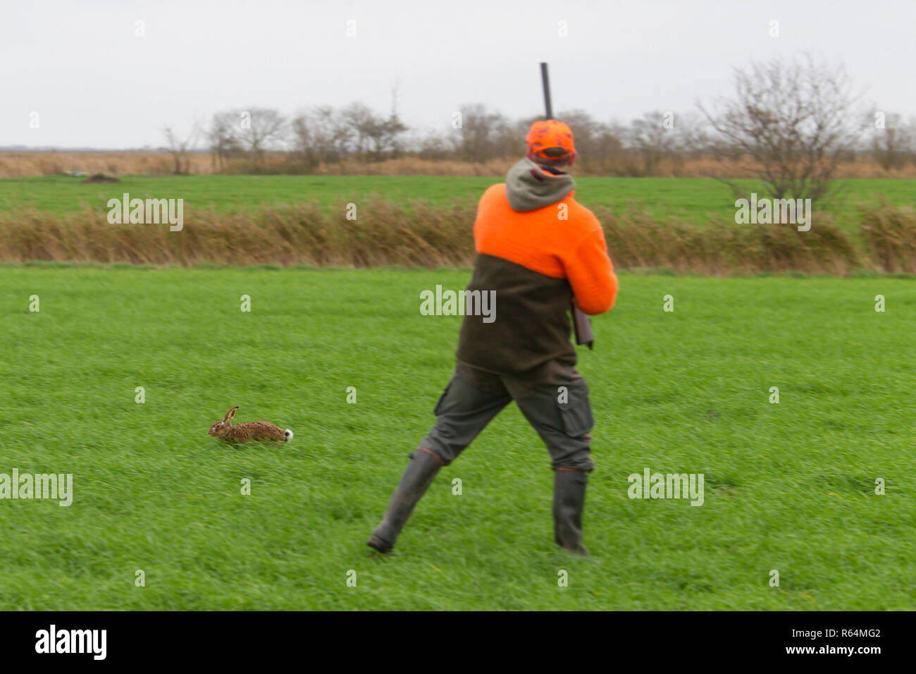 Hare shoot hi-res stock photography and images - Alamy
