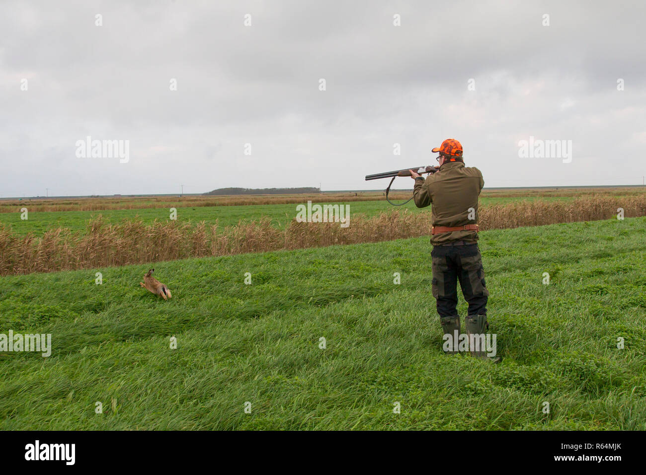 Hunter with rifle shooting fleeing brown hare (Lepus europaeus) in ...