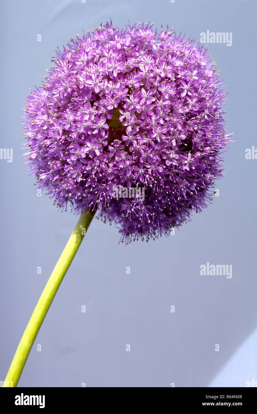 Japanese cherry blossom illustration hi-res stock photography and ...
