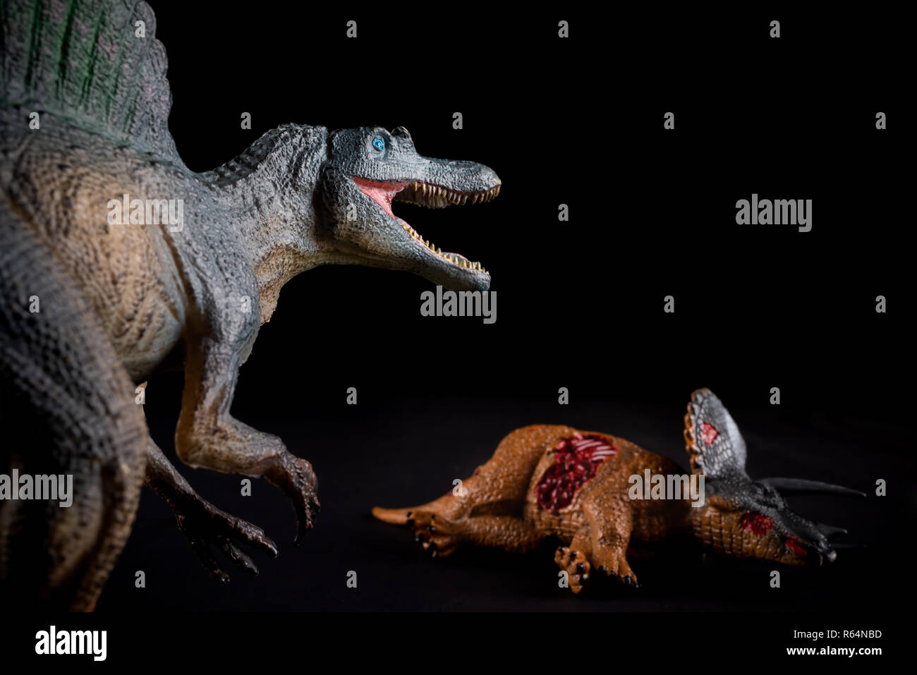 spinosaurus in front of a triceratops body on dark background Stock ...