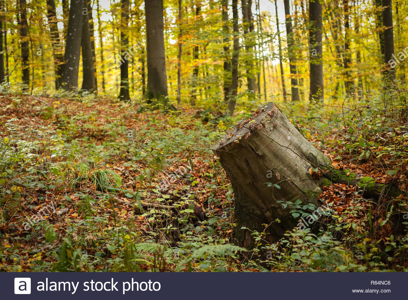 Chopped Tree Trunk High Resolution Stock Photography and Images - Alamy